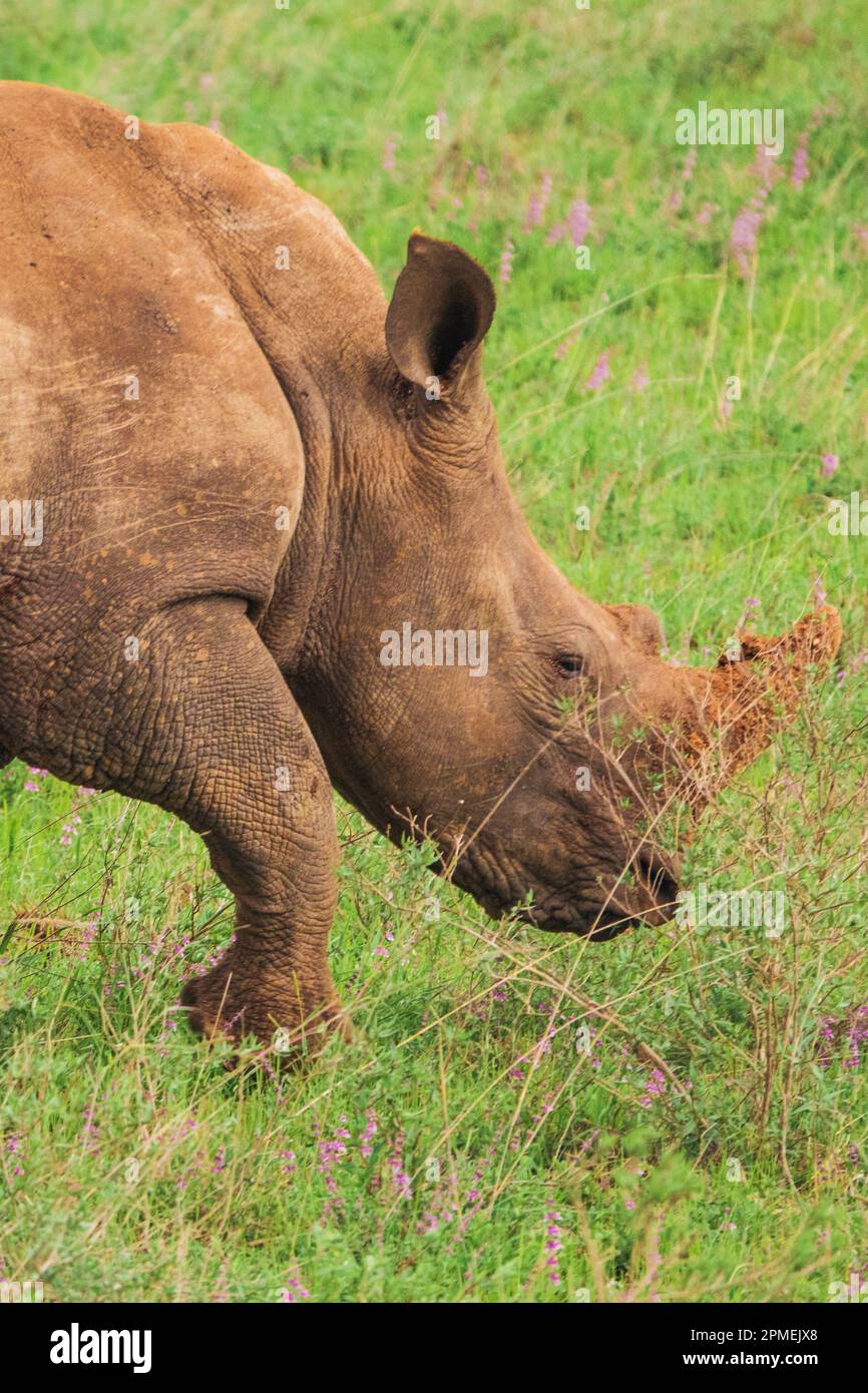 Un portrait d'une femelle de rhinocéros blancs qui broutage dans la ...