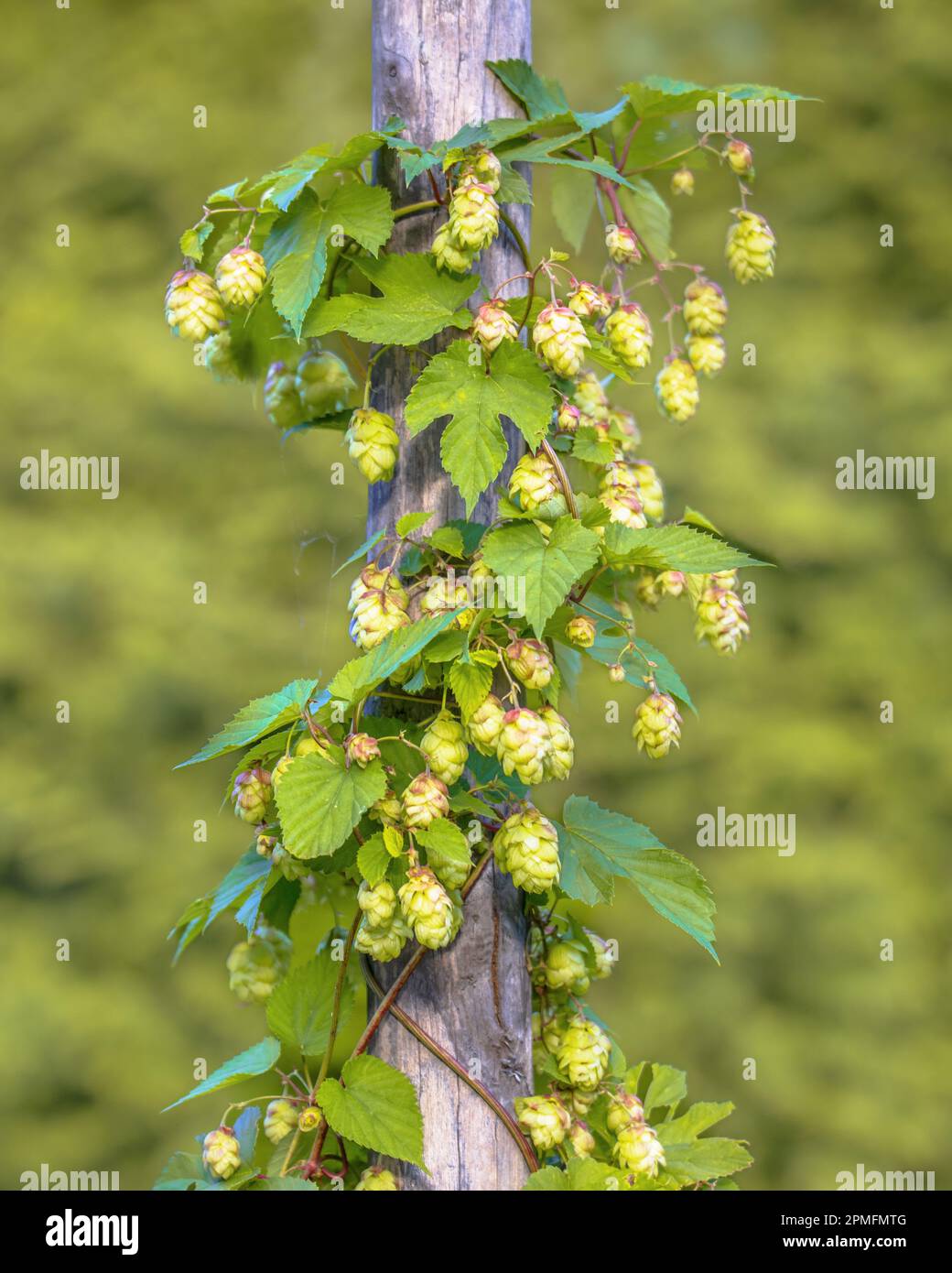 Détail du houblon commun (Humulus lupulus) gros plan de la plante ...