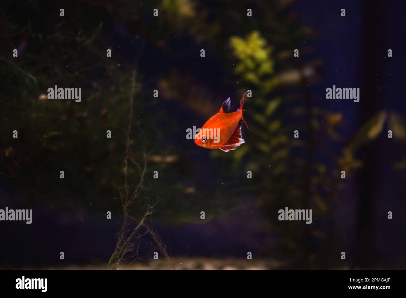 Discus, cichlides colorés dans l'aquarium, poissons d'eau douce qui vit ...