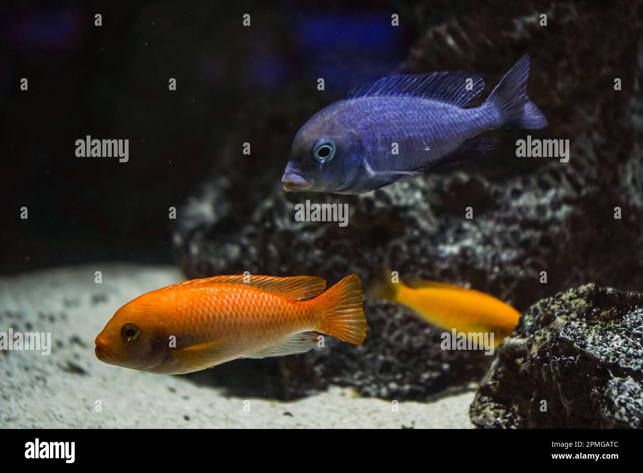 Discus, cichlides colorés dans l'aquarium, poissons d'eau douce qui vit ...