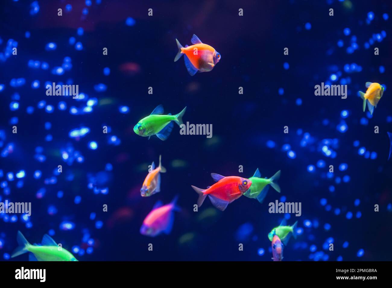 Un troupeau de magnifiques poissons lumineux au néon dans un aquarium ...