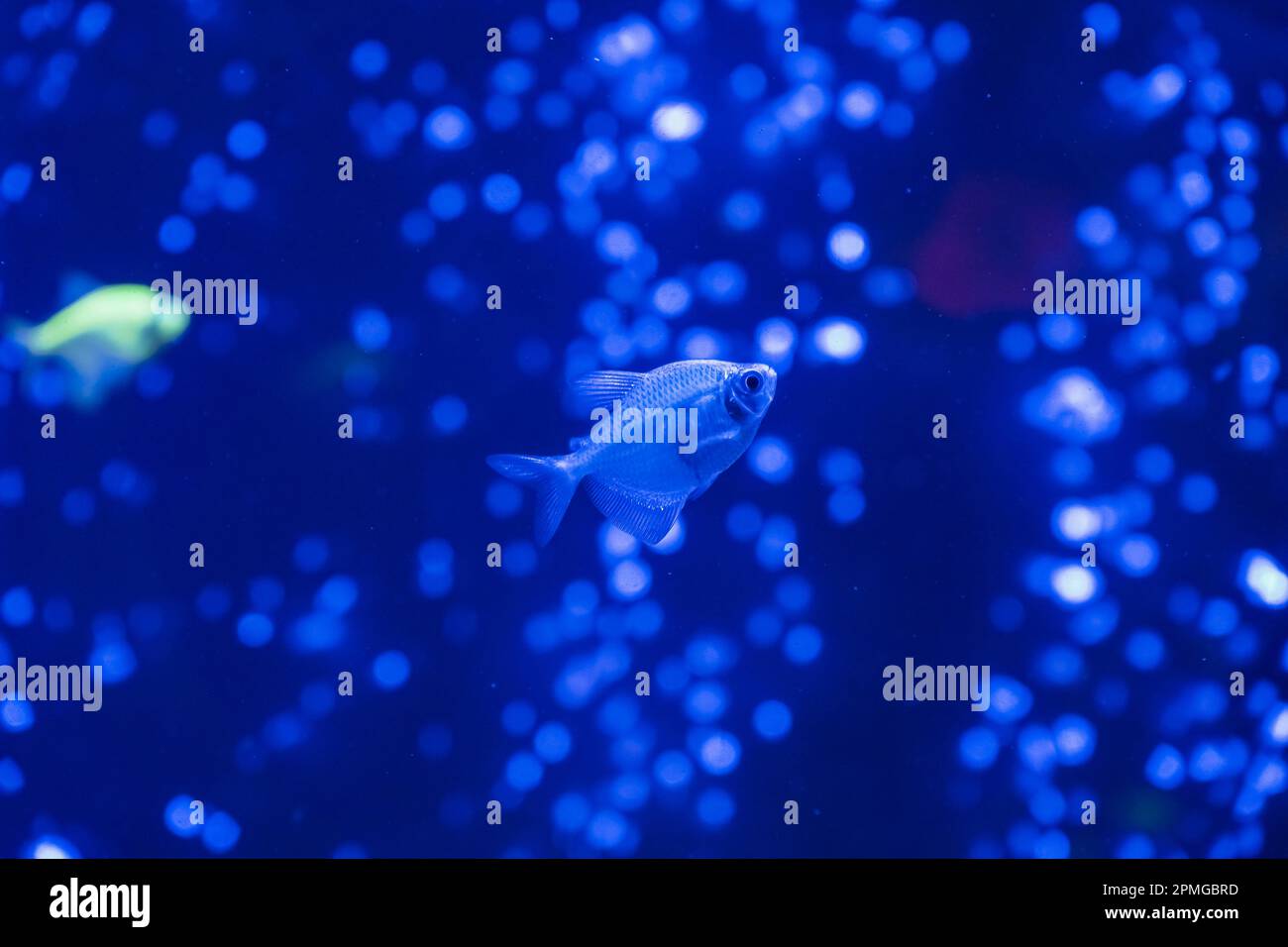 Glofish fluorescent Banque de photographies et d’images à haute ...