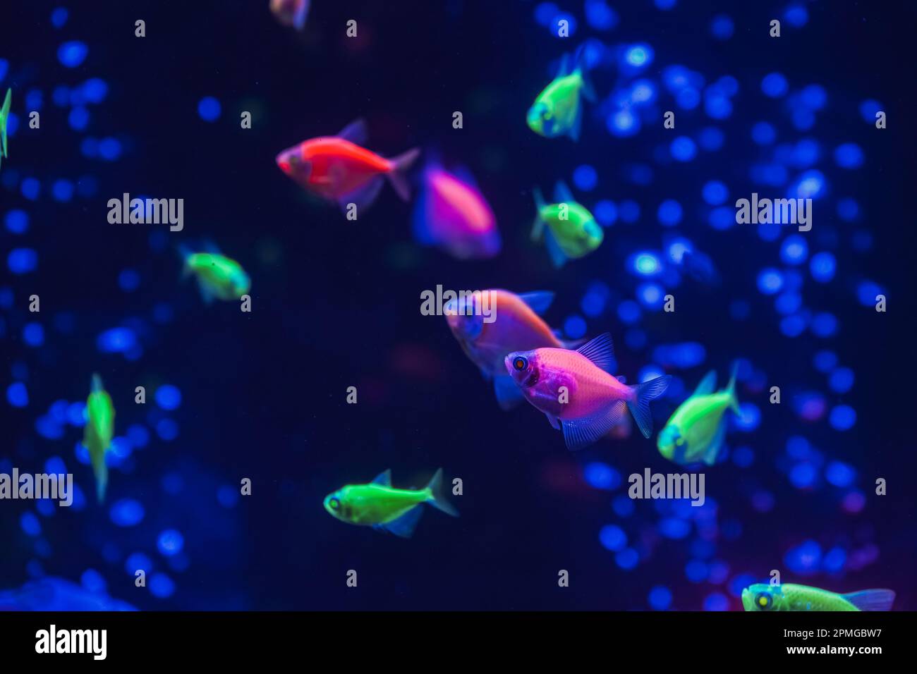 Un troupeau de magnifiques poissons lumineux au néon dans un aquarium ...