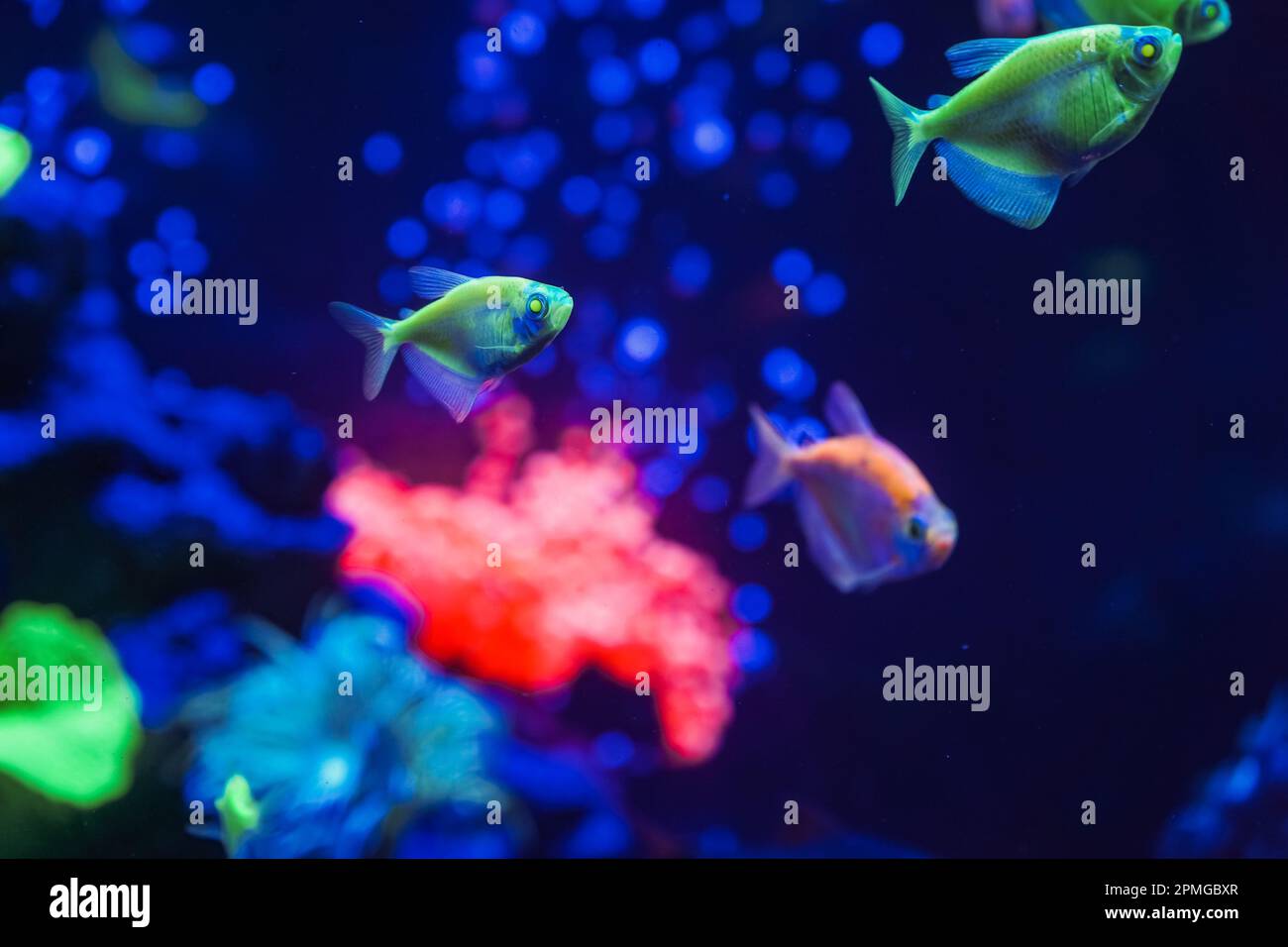 Glofish fluorescent Banque de photographies et d’images à haute ...