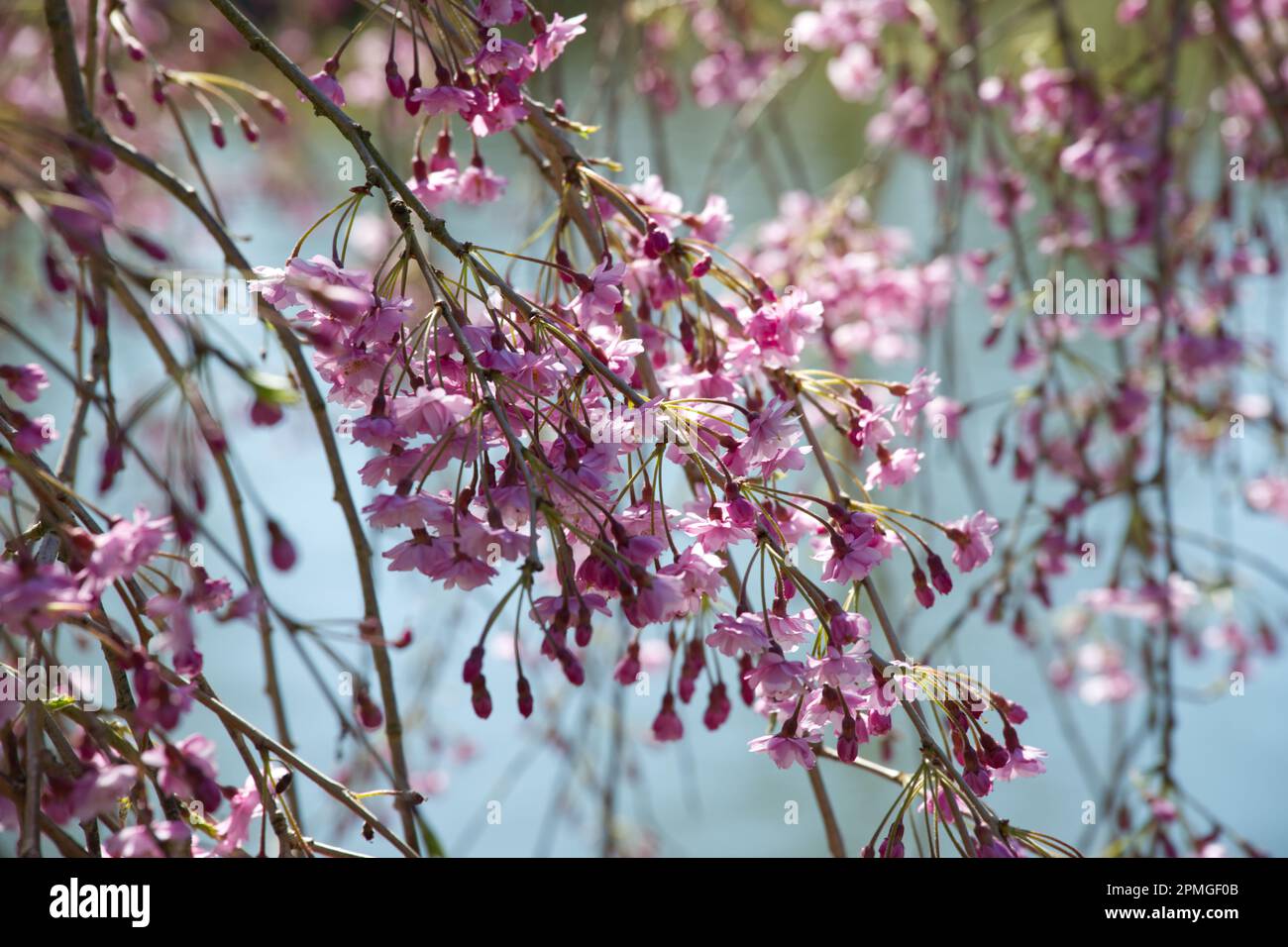 Fleur de printemps rose de cerisier d'ornement Prunus × subhirtella ...