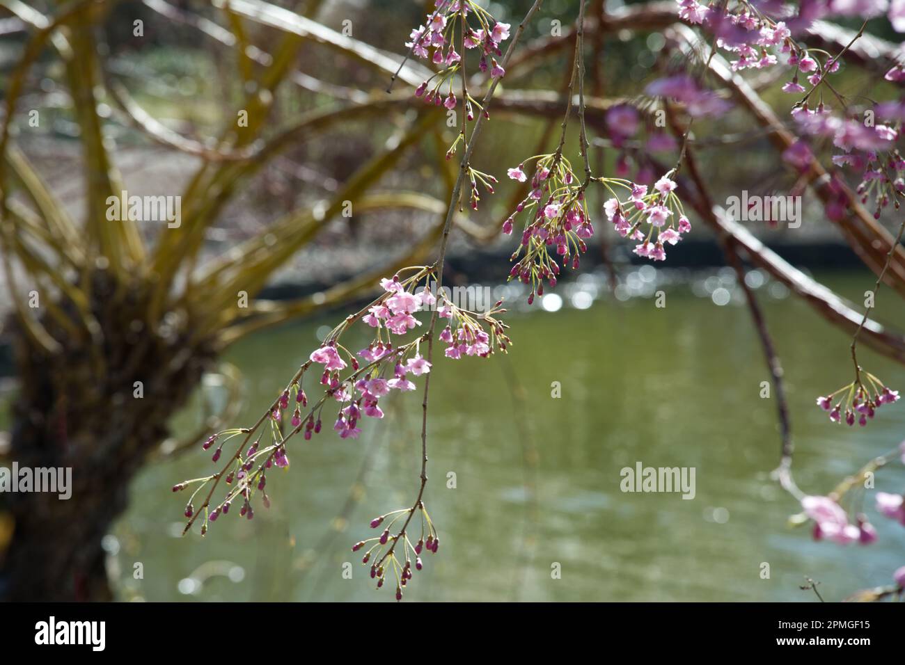 Fleur de printemps rose de cerisier d'ornement Prunus × subhirtella ...