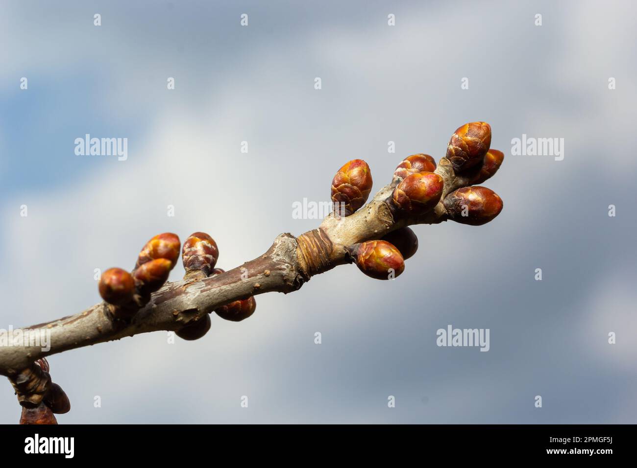 bourgeons sur une branche d'arbre en début de printemps macro. Au début ...