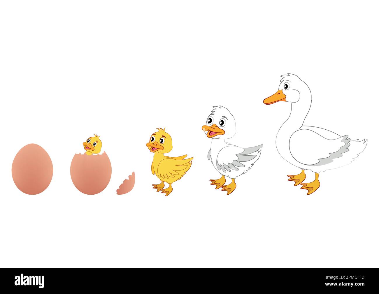 Évolution du canard. Illustration vectorielle de l'évolution du canard ...