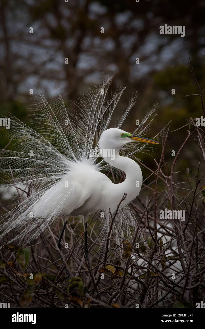 L'aigrette blanche dans la colonie nicheuse fait planter ses aigrettes ...