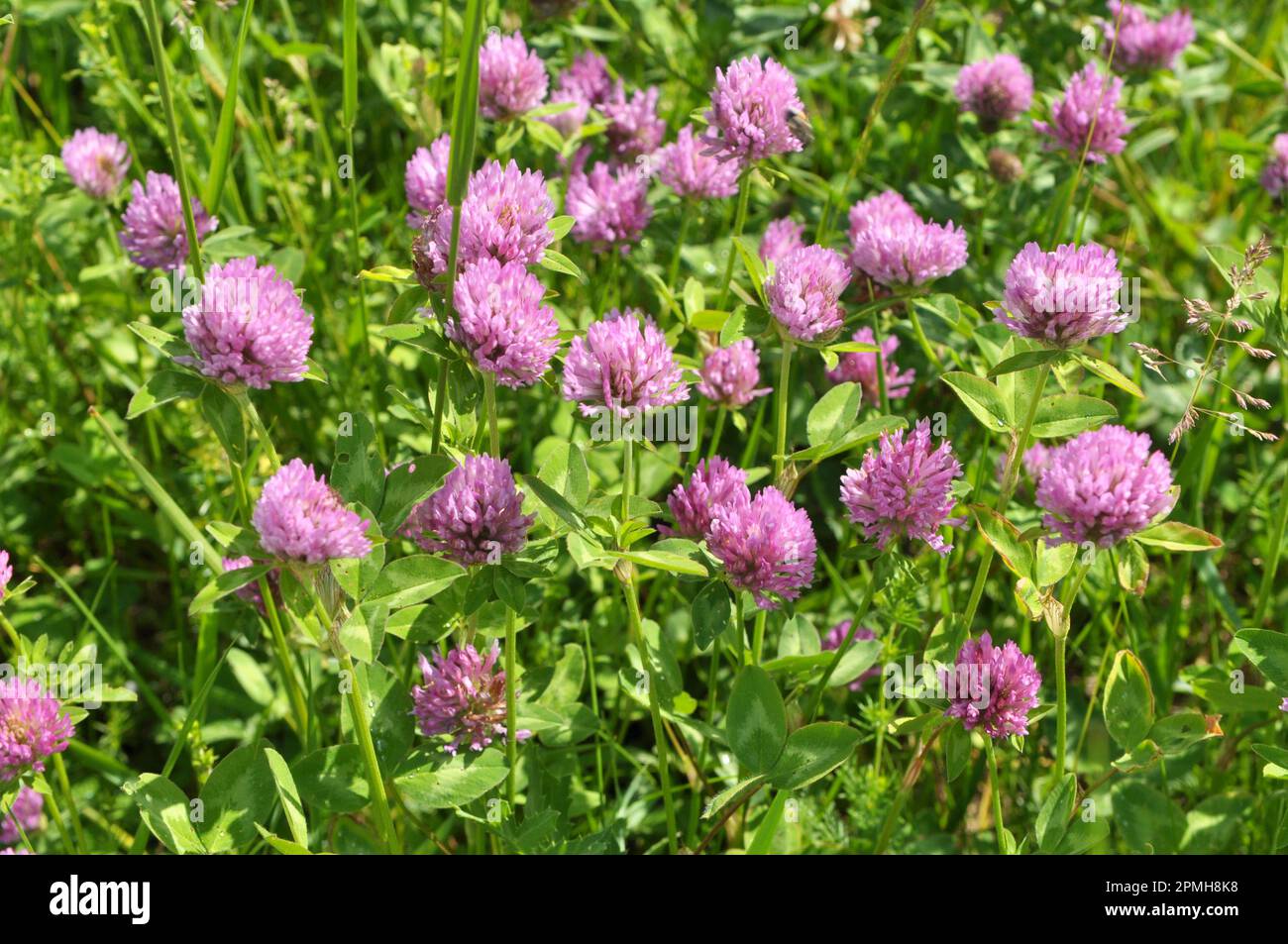 Le trèfle (Trifolium pratense) pousse dans le pré parmi les graminées sauvages Photo Stock - Alamy
