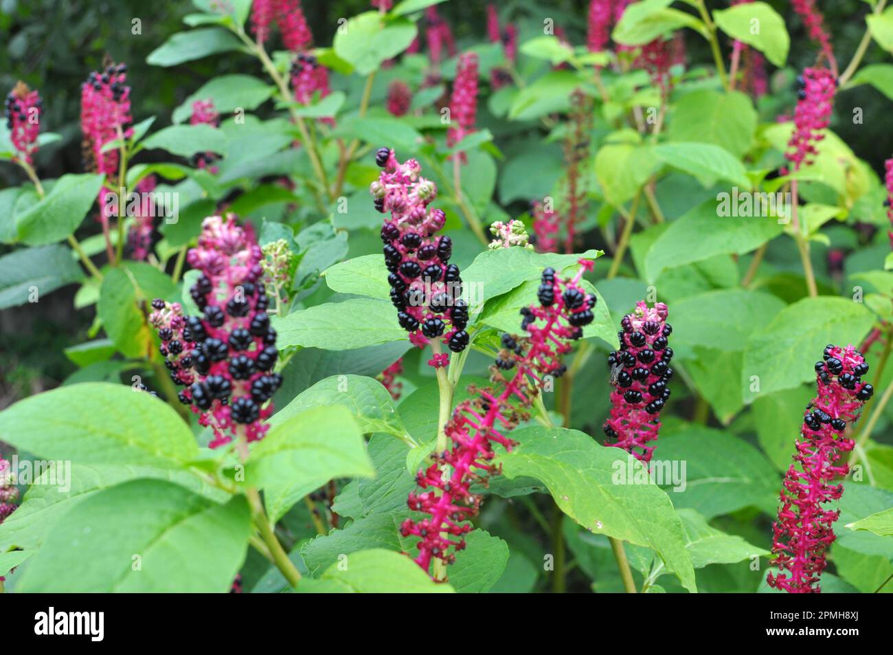 Plante de jardin envahissante Banque de photographies et d’images à ...
