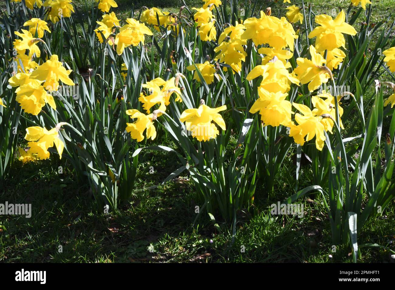 Copenhague /Danemark/13 avril 2023/plantes vertes jaune lys de pâques ...
