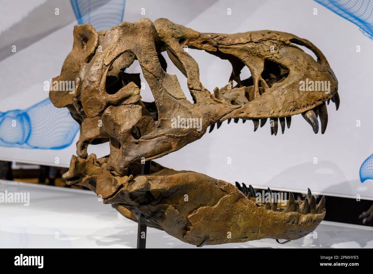 T rex crâne Banque de photographies et d’images à haute résolution - Alamy
