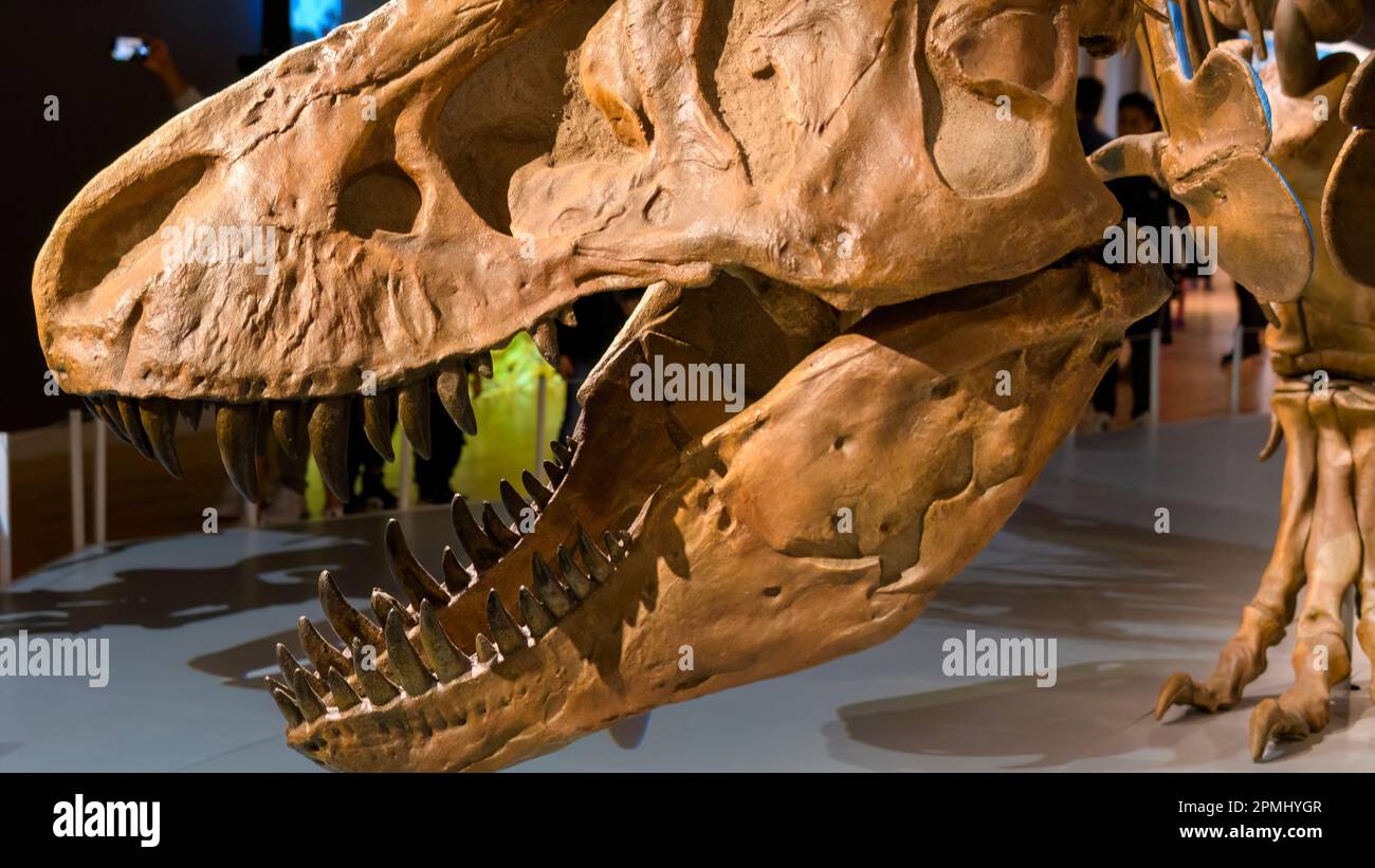 T rex crâne Banque de photographies et d’images à haute résolution - Alamy