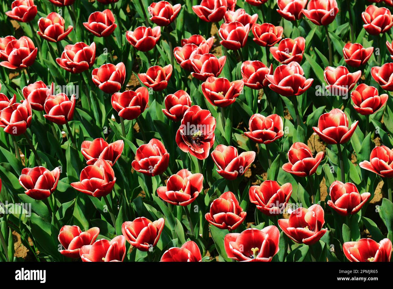 Champ de fleurs rouges Banque de photographies et d’images à haute résolution - Alamy