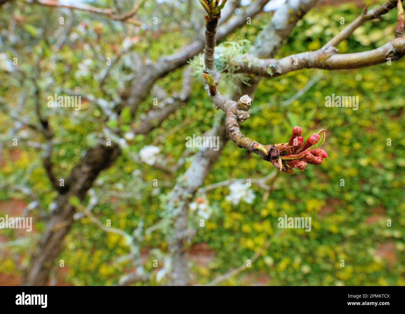 Les bourgeons de fleurs du printemps attendent de fleurir sur un arbre ...