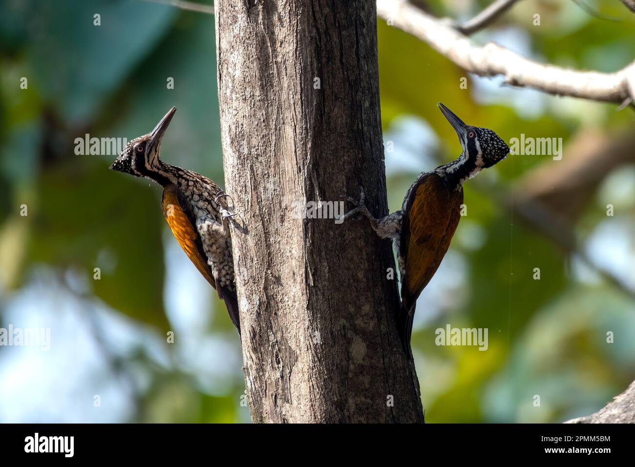 Plus grand flamboback (Chrysocolaptes guttafristatus) également connu ...