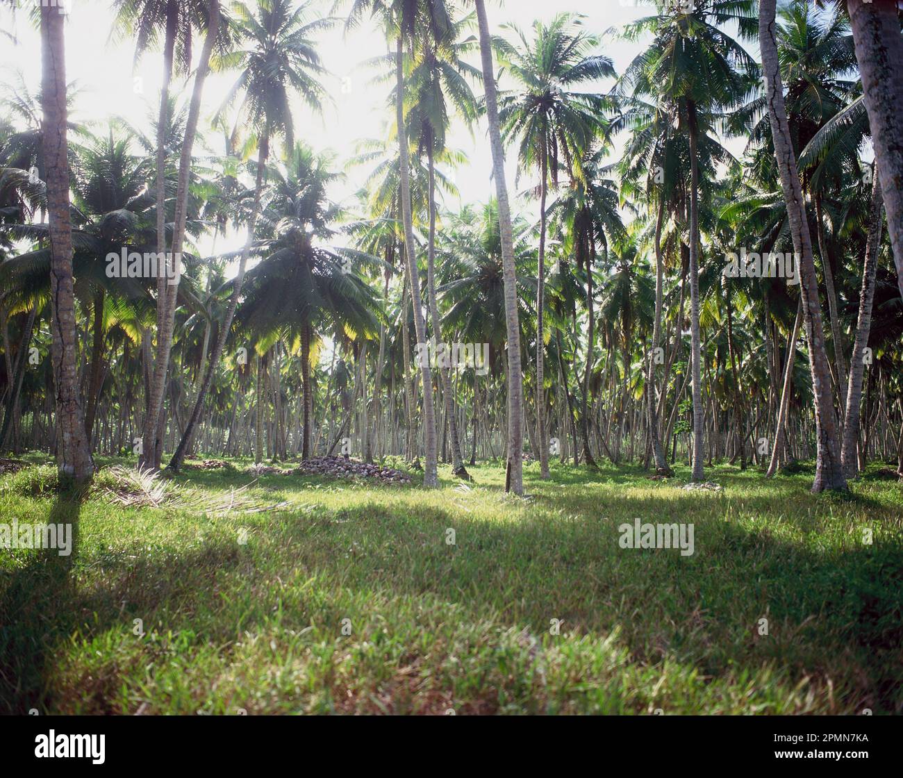 Coconut plantation Banque de photographies et d’images à haute ...