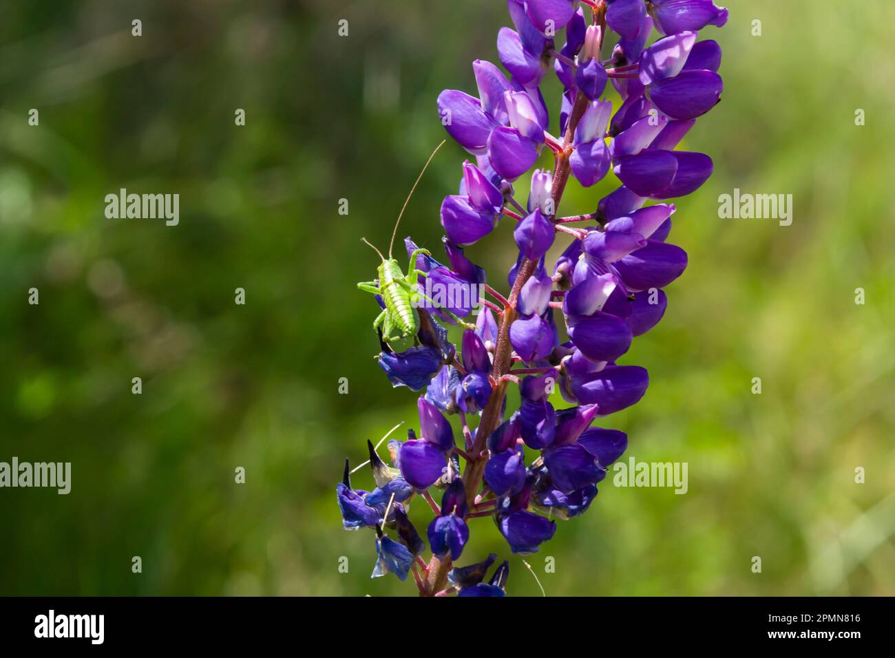 Les fleurs violettes florissant de la lupin sont des plantes ...