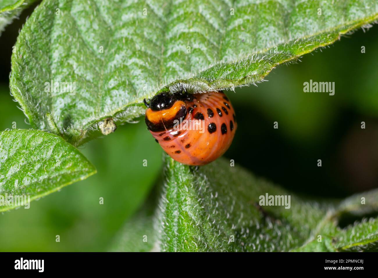Doryphore de polyclète Banque de photographies et d’images à haute ...
