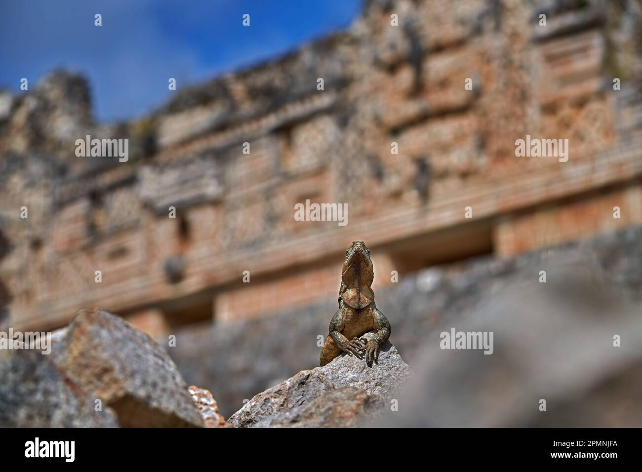 Faune du mexique Banque de photographies et d’images à haute résolution ...
