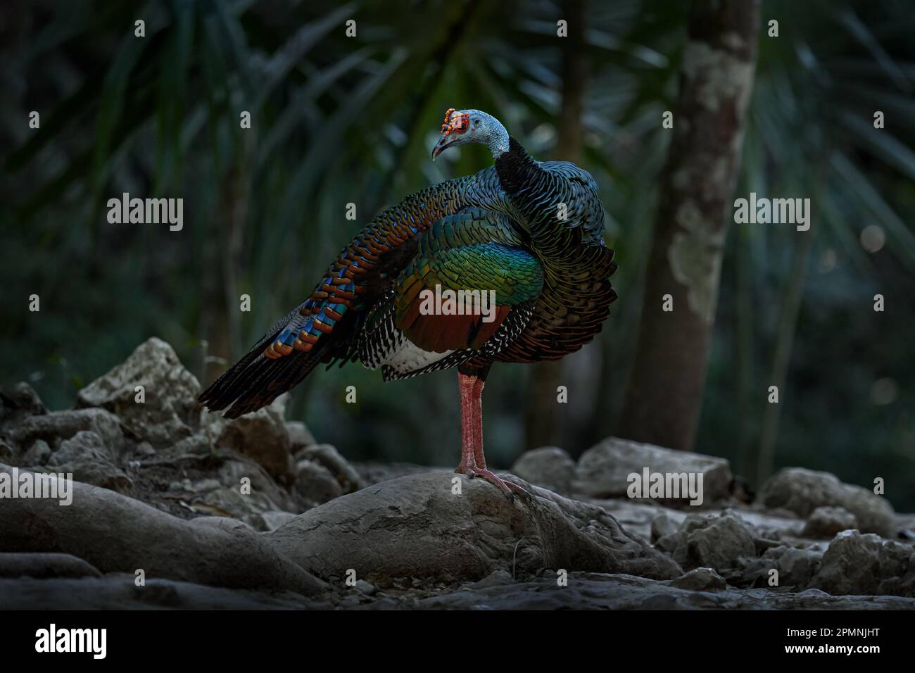 Mexique faune. Oiseau à Zona Arqueológica de Cobá, Yucatán au Mexique ...