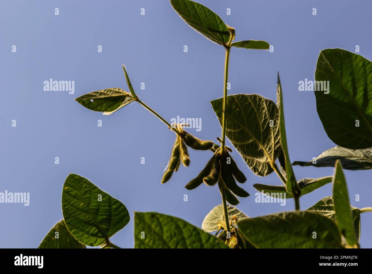 Soya bean plant Banque de photographies et d’images à haute résolution ...