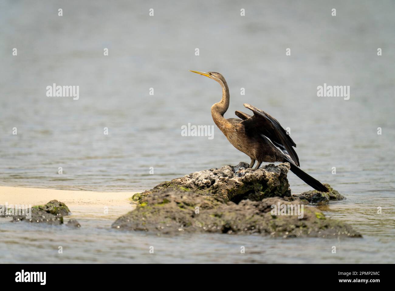 Le dard africain (Anhinga rufa) se dresse sur les ailes de séchage des ...