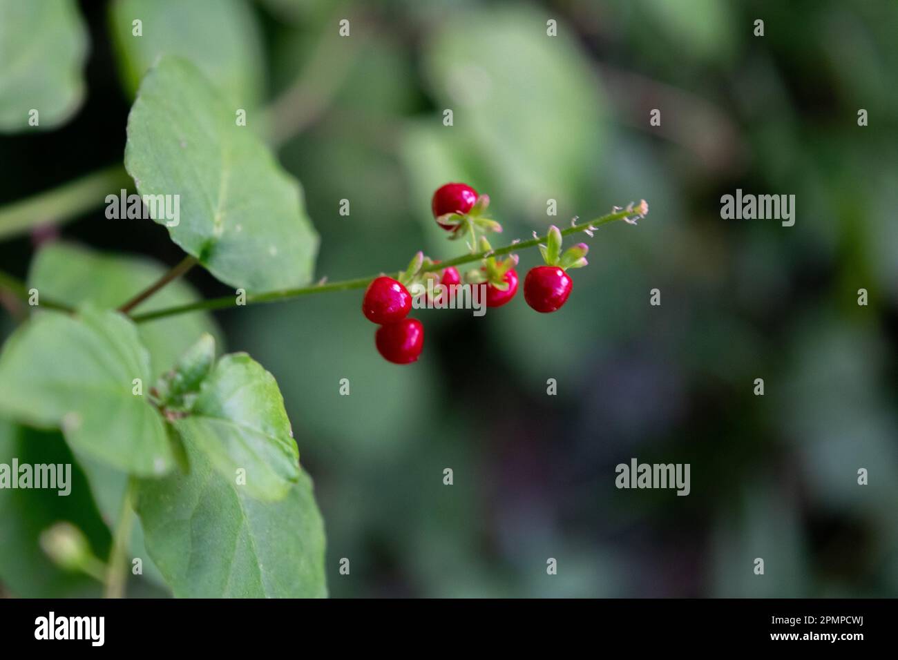 Plante toxique baie rouge Banque de photographies et d’images à haute ...