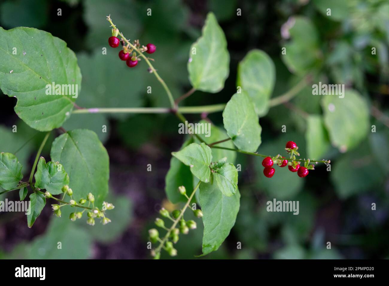 Plante toxique baie rouge Banque de photographies et d’images à haute ...