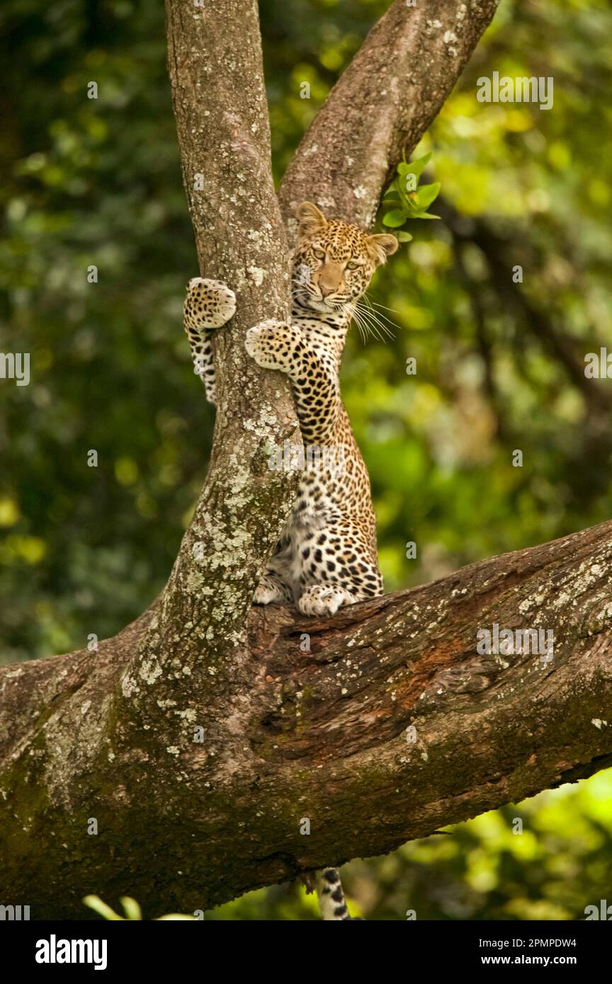 Les felins d afrique et leur petits Banque de photographies et d’images ...