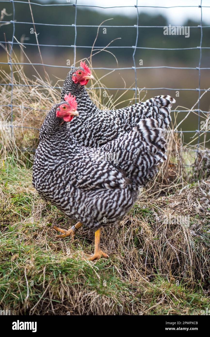Amrock chicken Banque de photographies et d’images à haute résolution ...