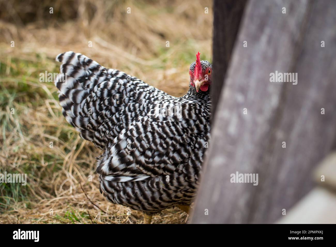 Amrock chicken Banque de photographies et d’images à haute résolution ...
