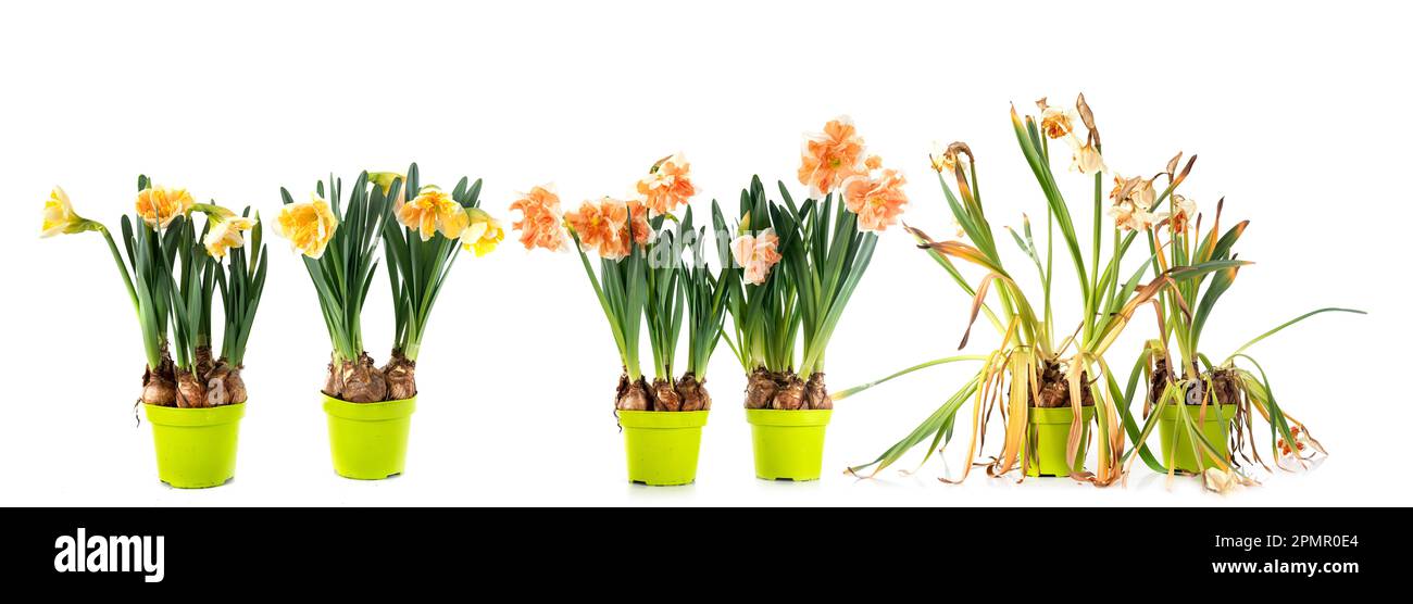 Cycle de vie de la plante Narcisse devant un fond blanc Photo Stock - Alamy