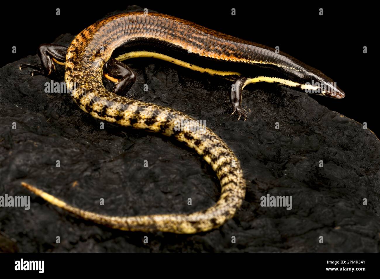 Sphenomorphus muelleri Banque de photographies et d’images à haute ...