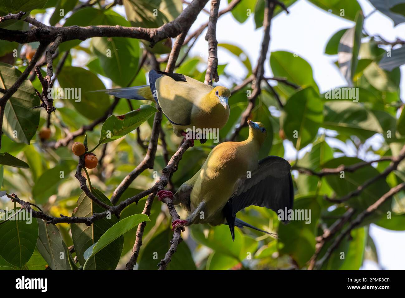 Treron apicauda Banque de photographies et d’images à haute résolution ...