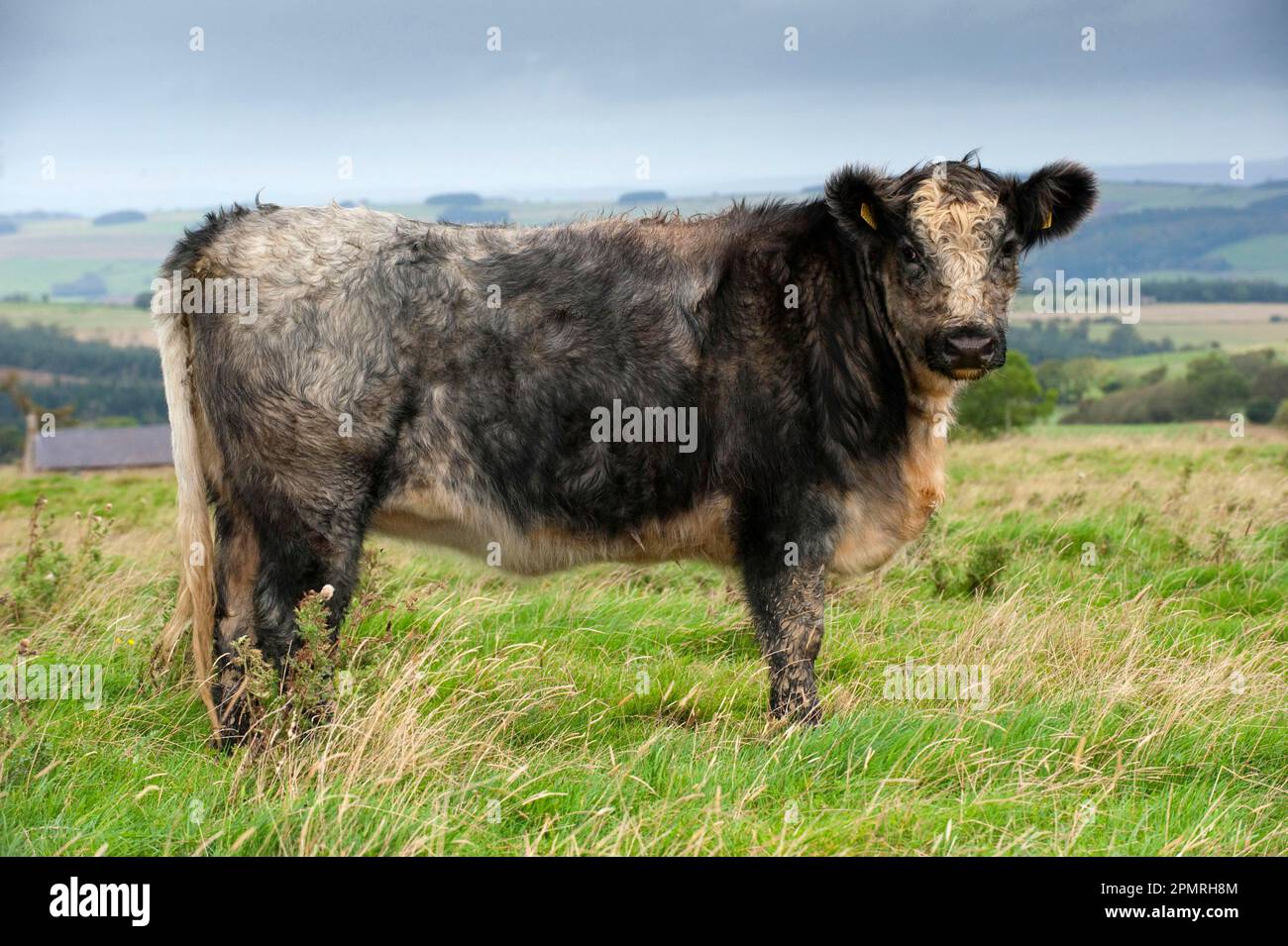 White galloway cattle Banque de photographies et d’images à haute ...