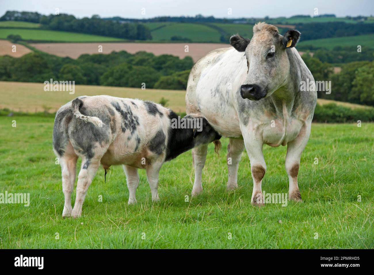 Bovins domestiques, British Blue, vache avec veau, lait, debout sur ...