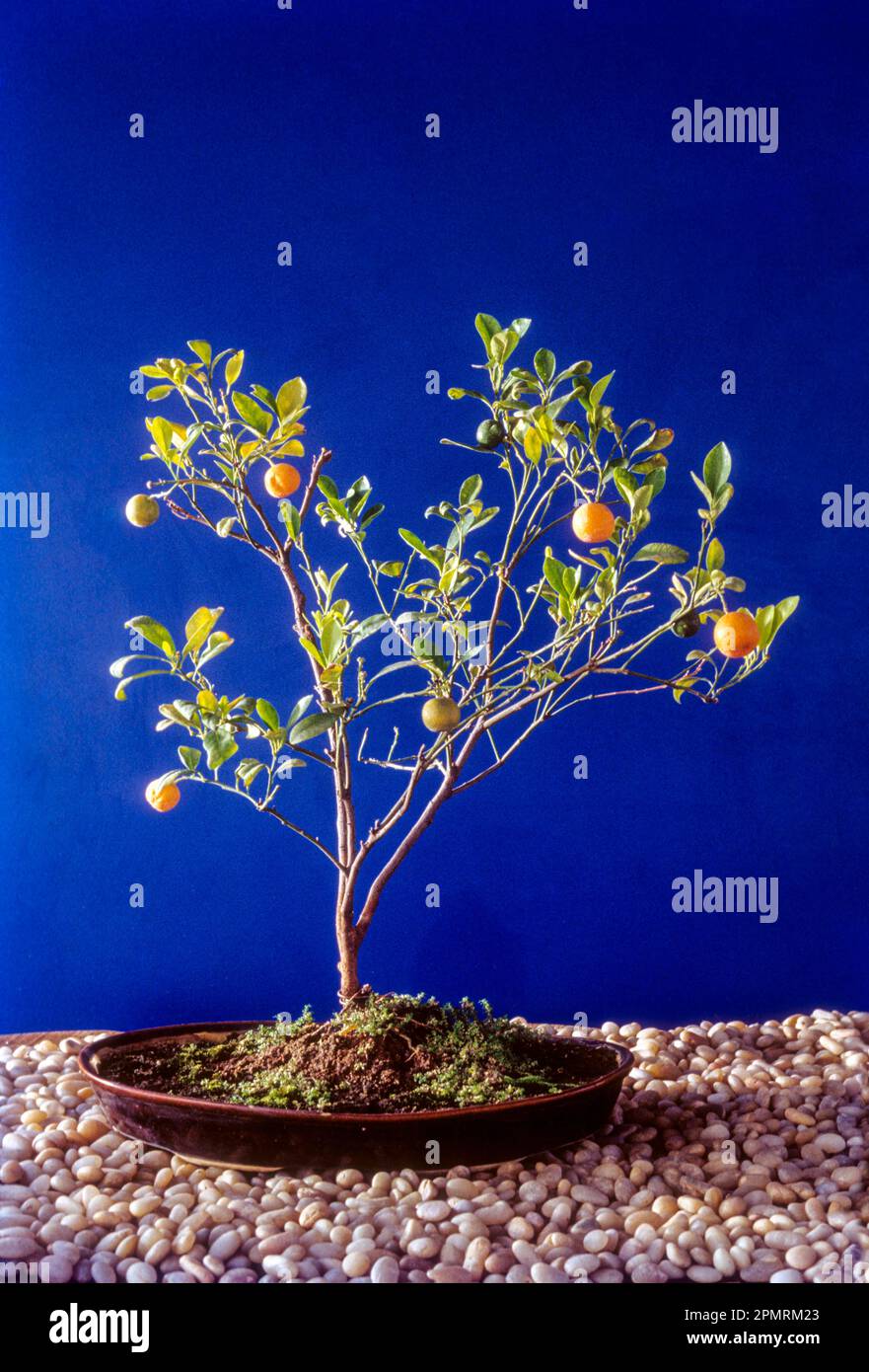Orange plant citrus x sinensis fruits Banque de photographies et d ...