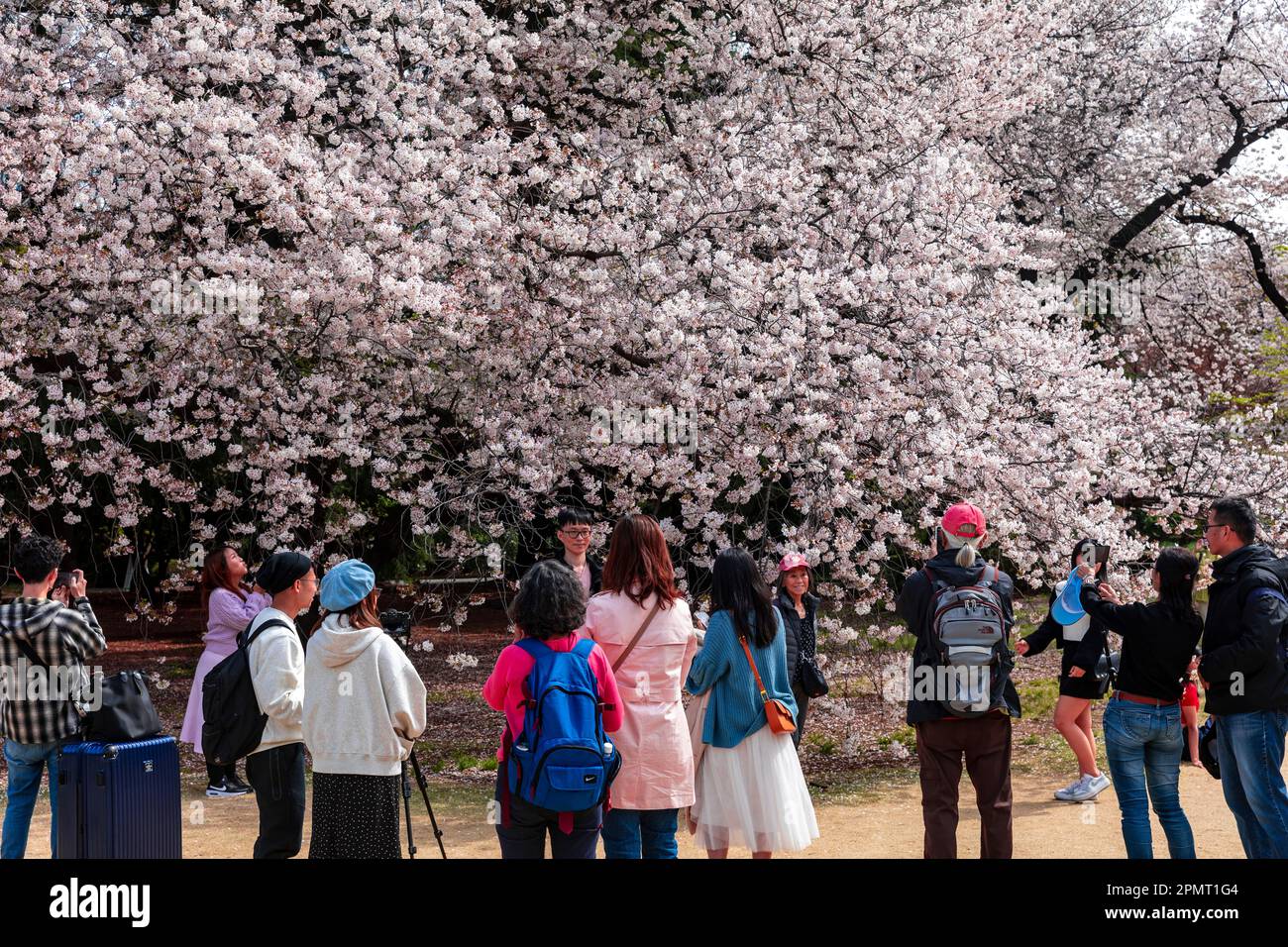 Tokyo Japon Avril 2023 Les Visiteurs Font La Queue Pour Faire Prendre Tokyo Japon Avril 2023 Les Visiteurs Font La Queue Pour Faire Prendre