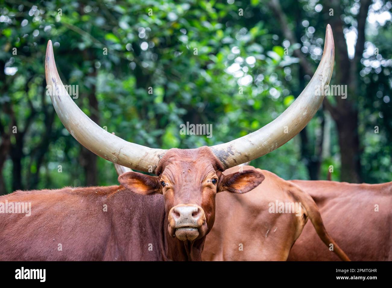 L'Ankole-Watusi est une race américaine moderne de bovins domestiques ...