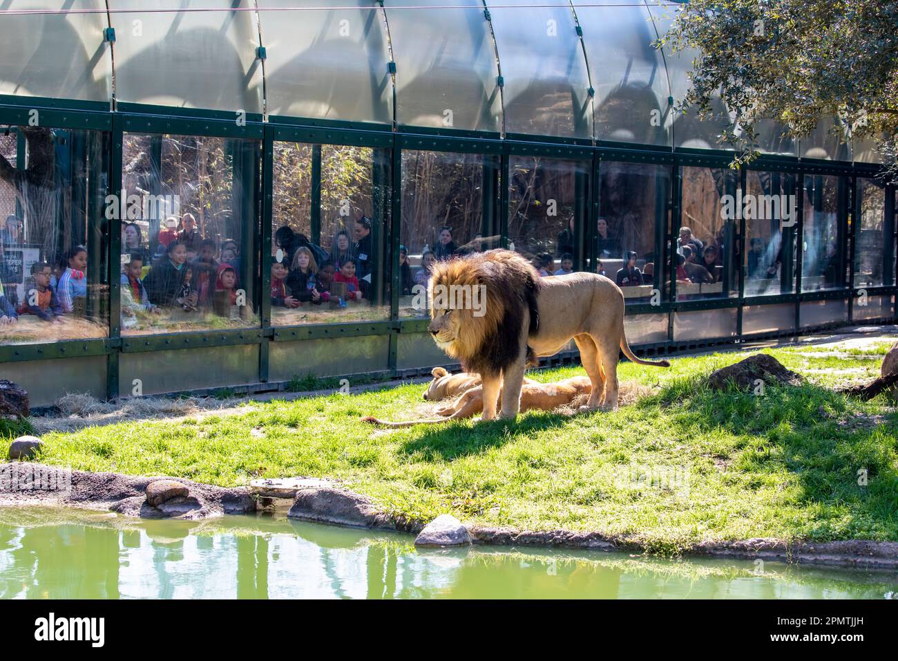 Houston USA 3rd Fév 2023: Les touristes regardent l'Afrique lion ...