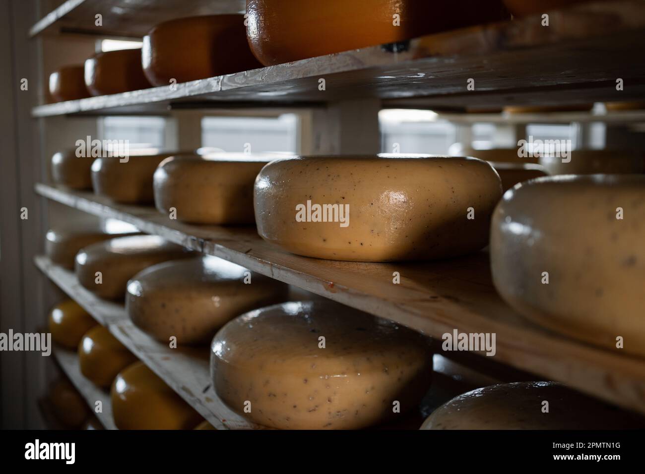 Processus de fabrication du fromage dur sur une petite ferme de fromage ...