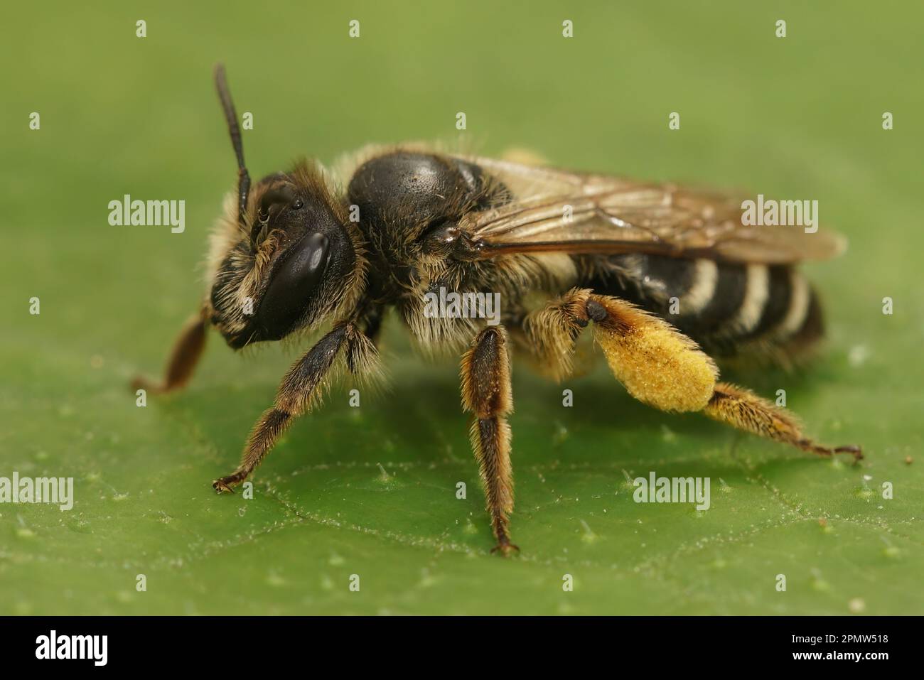 Gros plan détaillé sur une abeille minière féminine à pattes jaunes ...