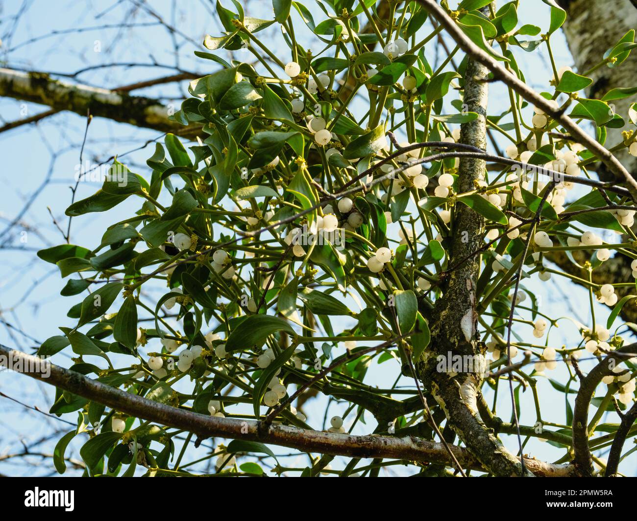 Feuilles de gui Banque de photographies et d’images à haute résolution ...