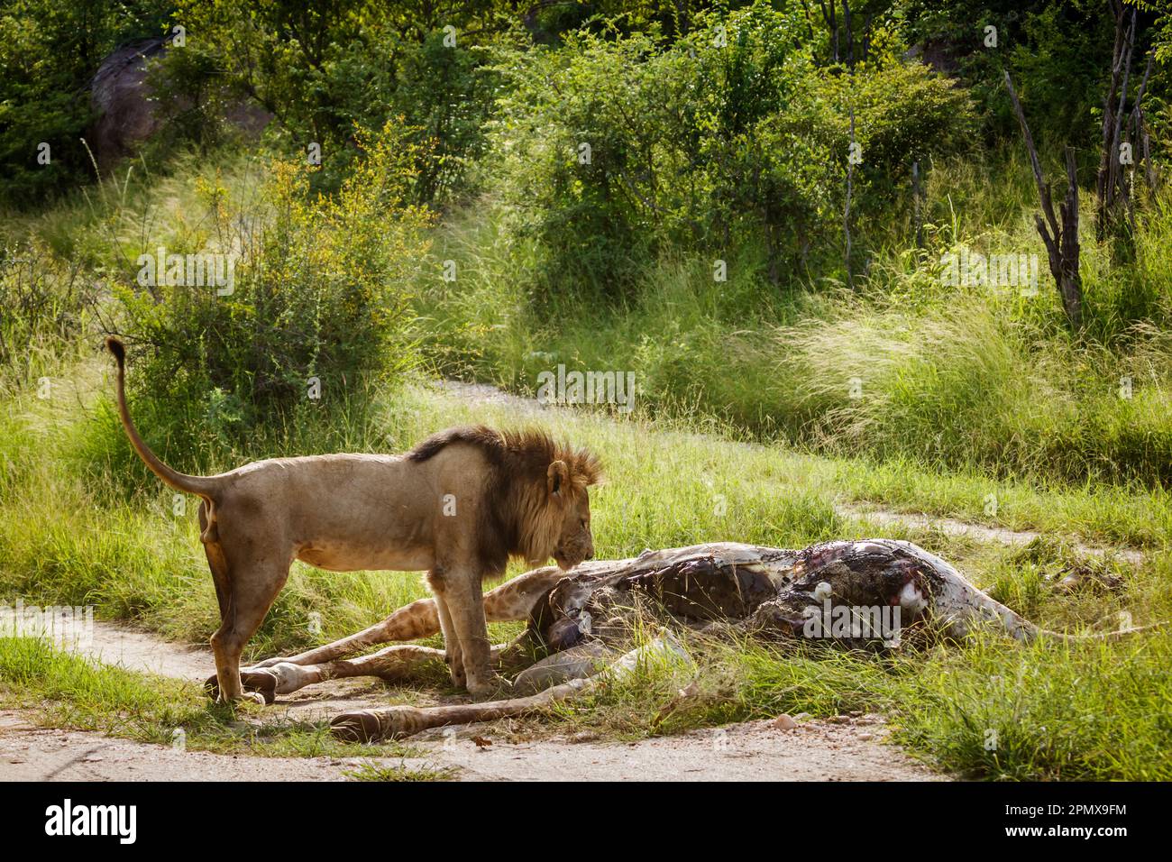 Lion africain mâle mangeant sur une carcasse de girafe dans le parc ...