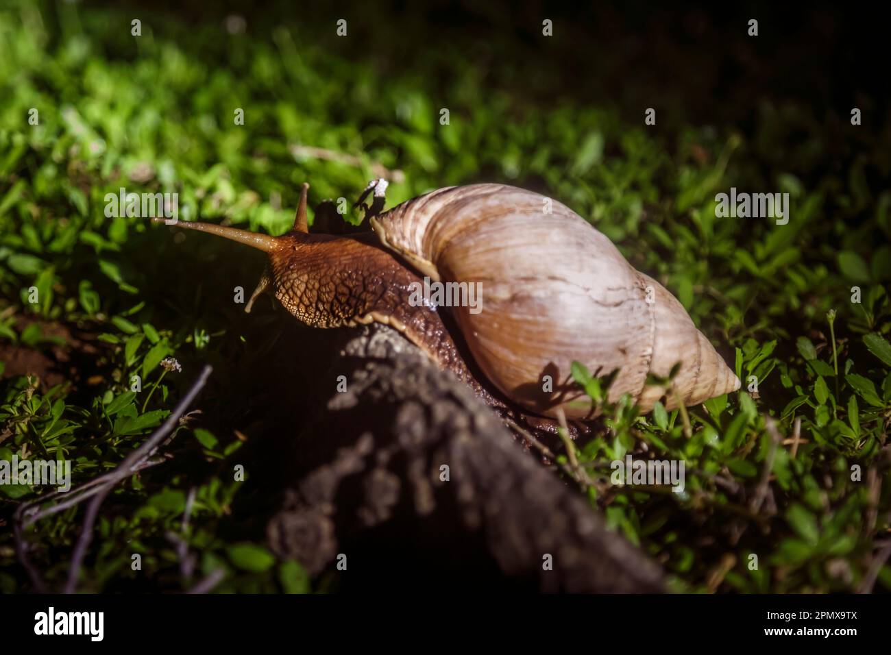 Escargot géant africain dans le parc national Kruger, Afrique du Sud ...
