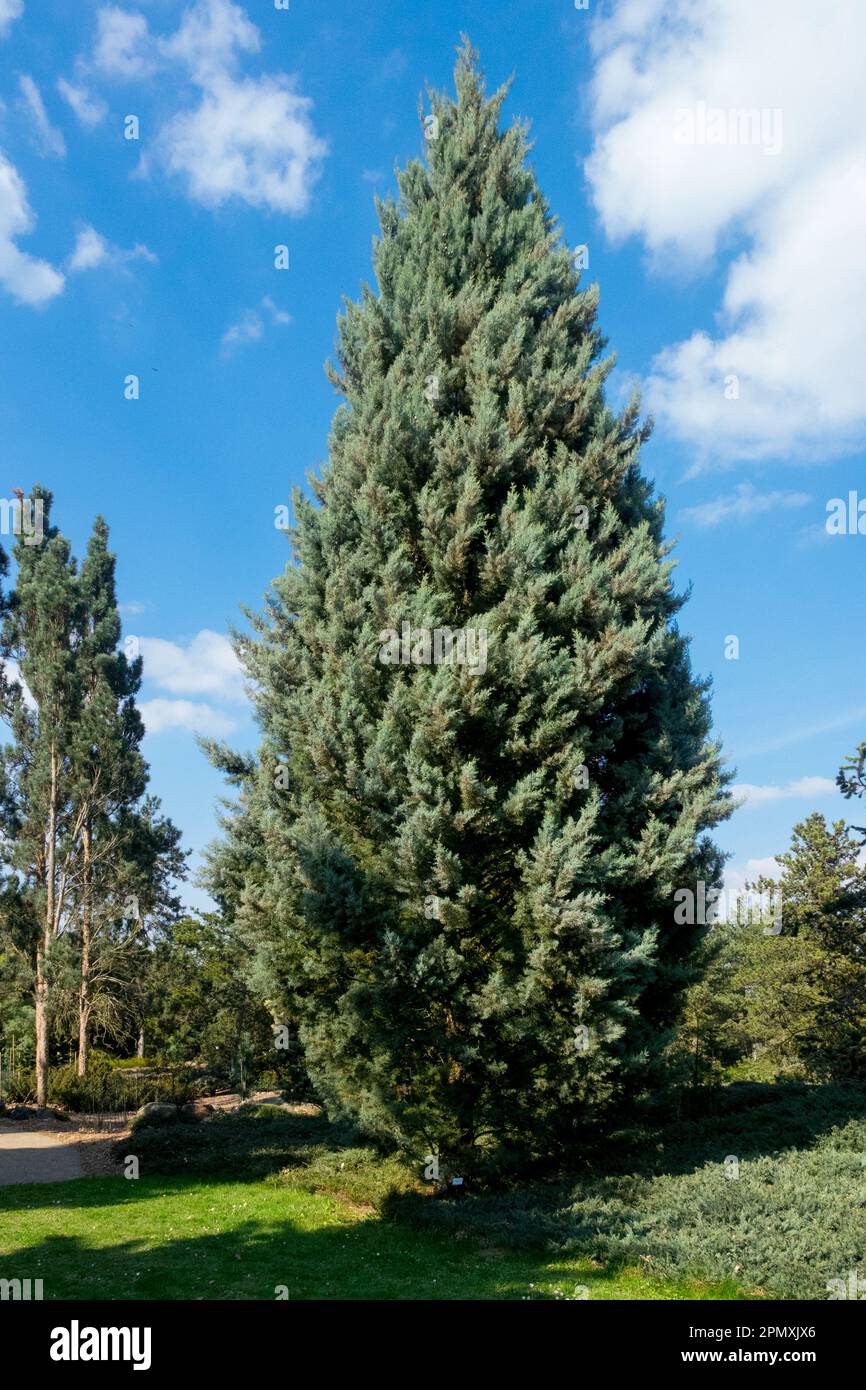 Arizona cypress cupressus arizonica glauca Banque de photographies et d ...