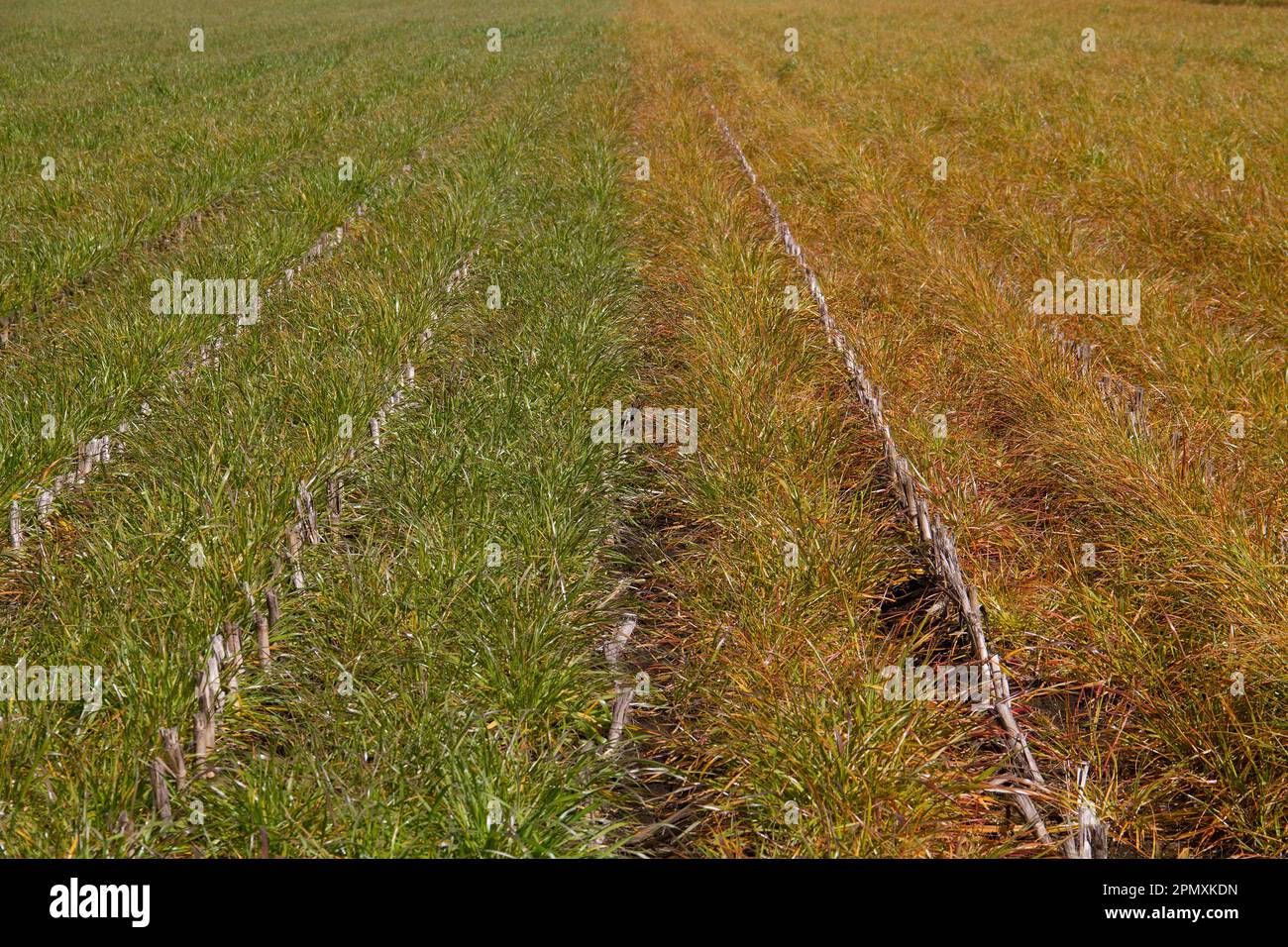 Effet de l'herbicide au glyphosate pulvérisé sur les mauvaises herbes ...