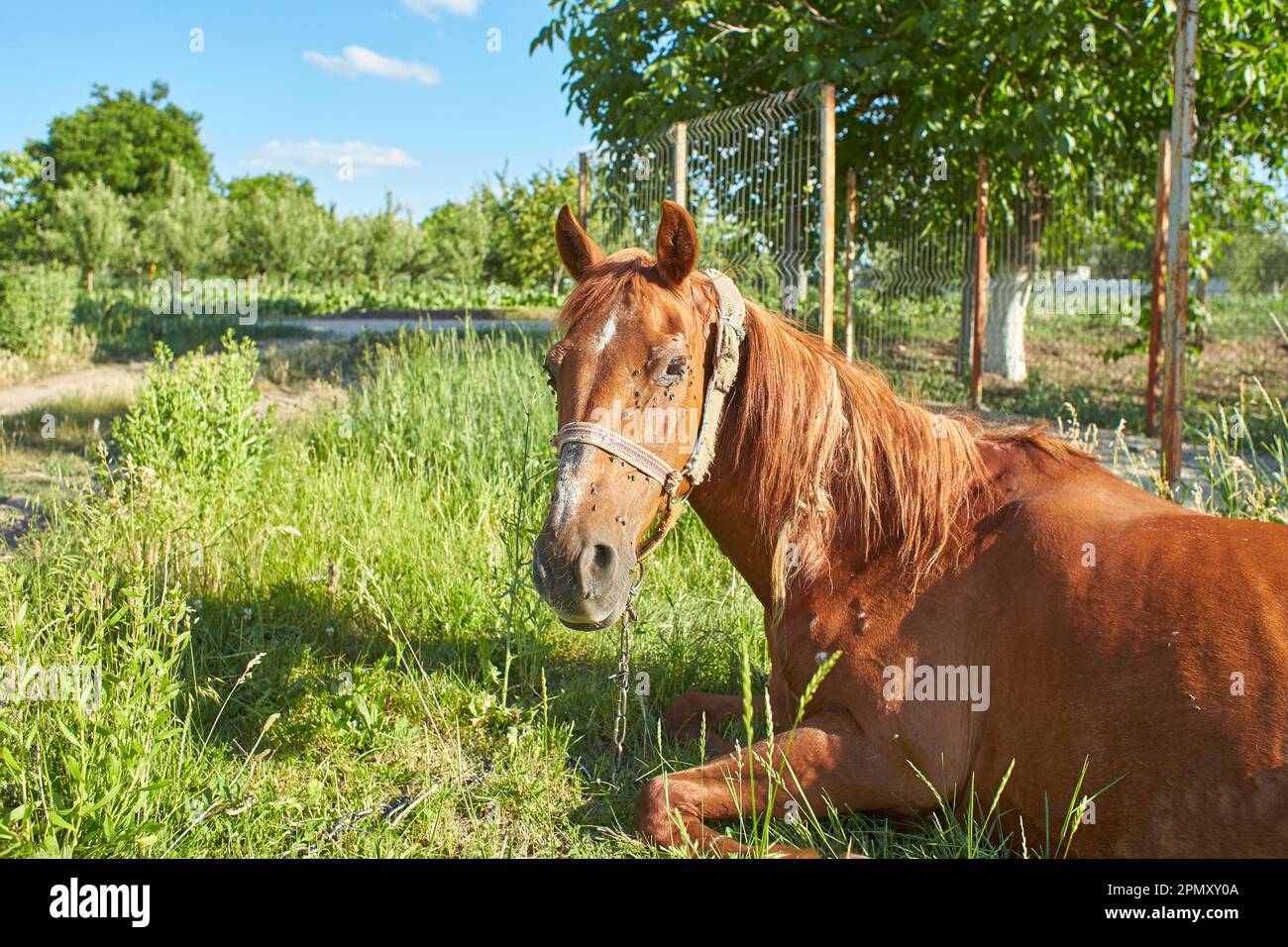 Cheval malade Banque de photographies et d’images à haute résolution ...